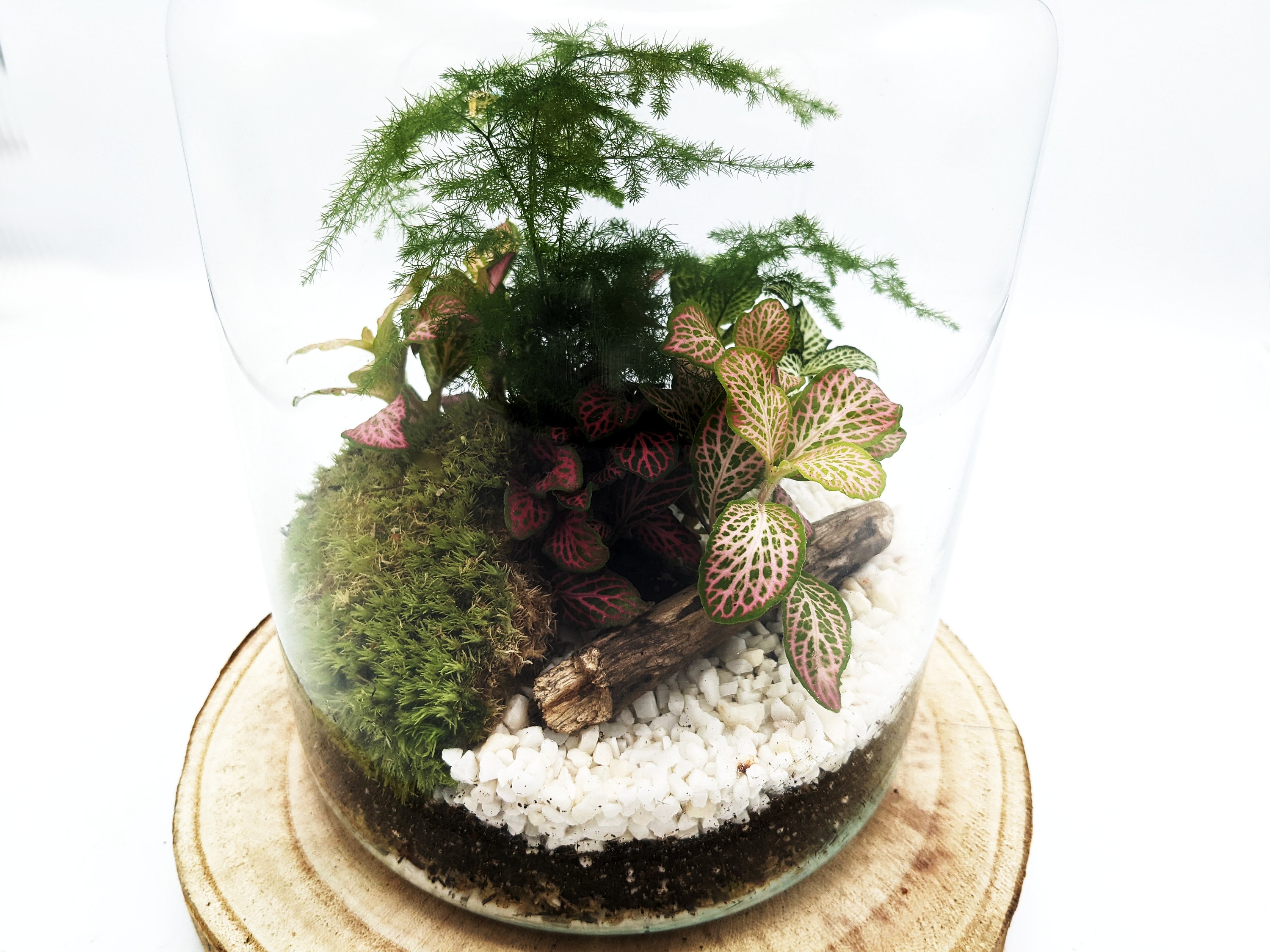 DIY Tall Light up Closed Terrarium Beginners Closed - Etsy UK