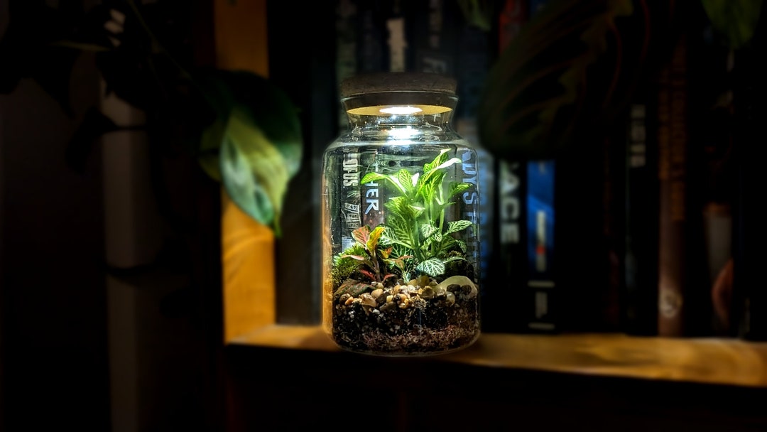 DIY LED Light up Mini Tall Terrarium Kit • Colourful Closed Terrarium ...