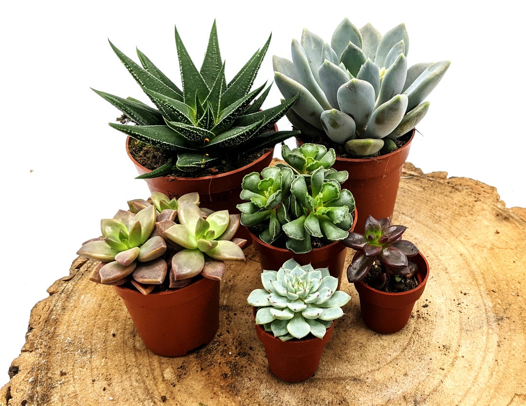 Succulent Lovers Mix • 2 Small, 2 Medium, 2 Large Random Succulents ...