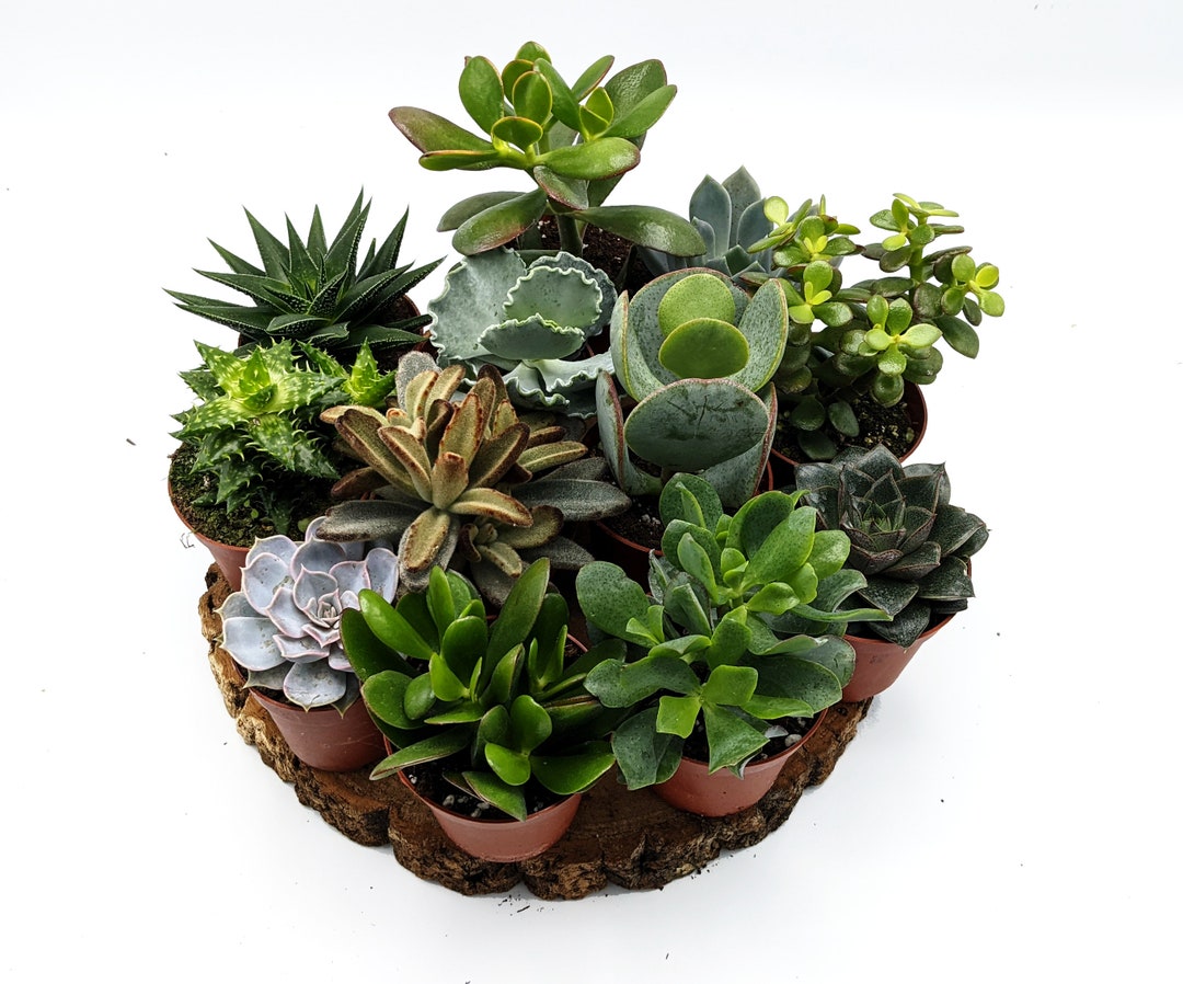 Large Succulent Plants • Random Succulents • 8cm Pots • Open Terrarium ...