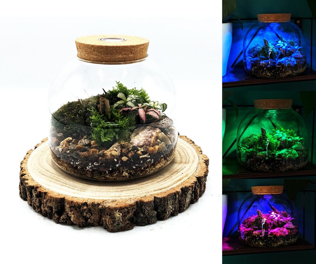 DIY Multicoloured LED Light up Mini Dome Terrarium Kit • Colourful ...