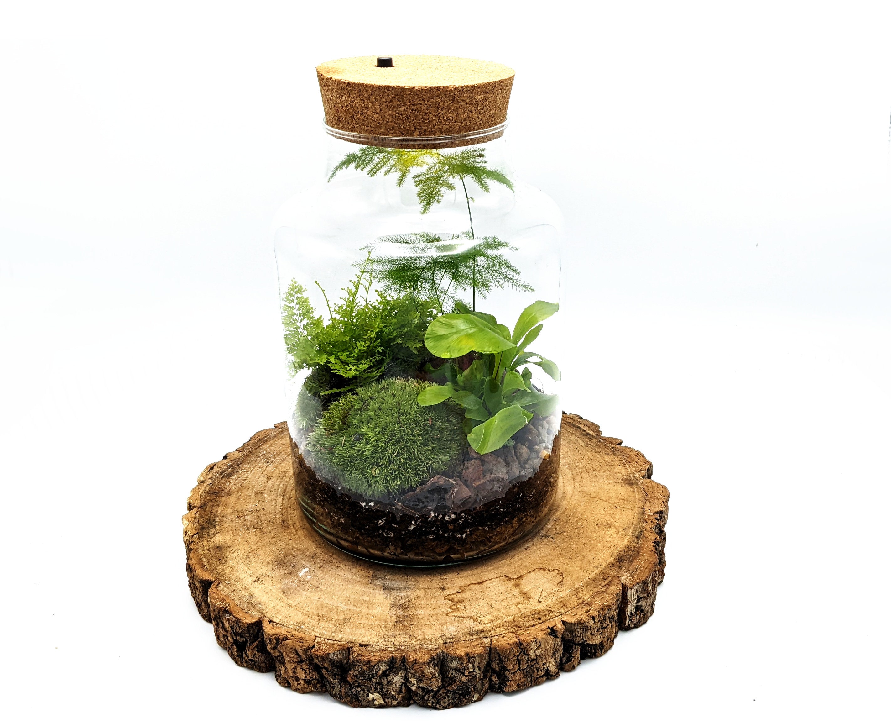 Asparagus Fern Terrarium