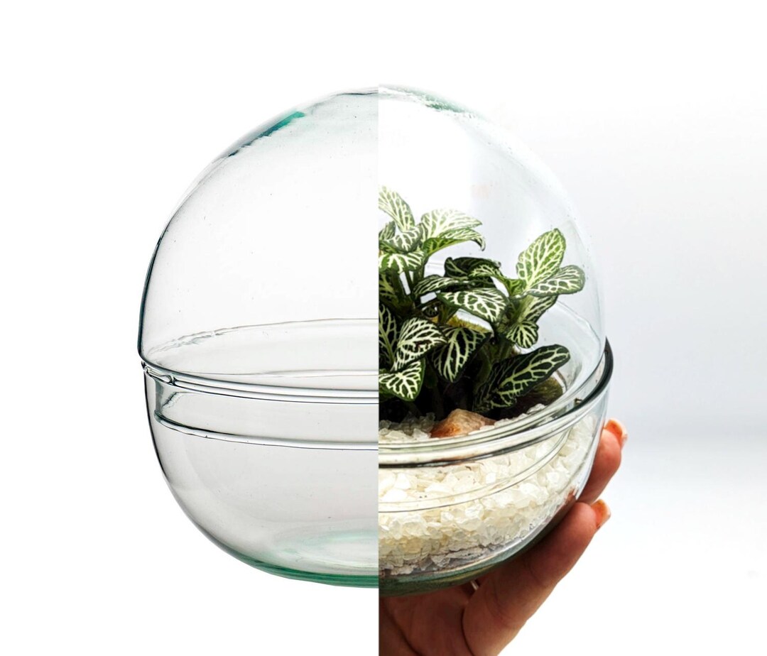 12cm X 12cm Glass Egg Terrarium • Closed Terrarium Kit • Colourful ...
