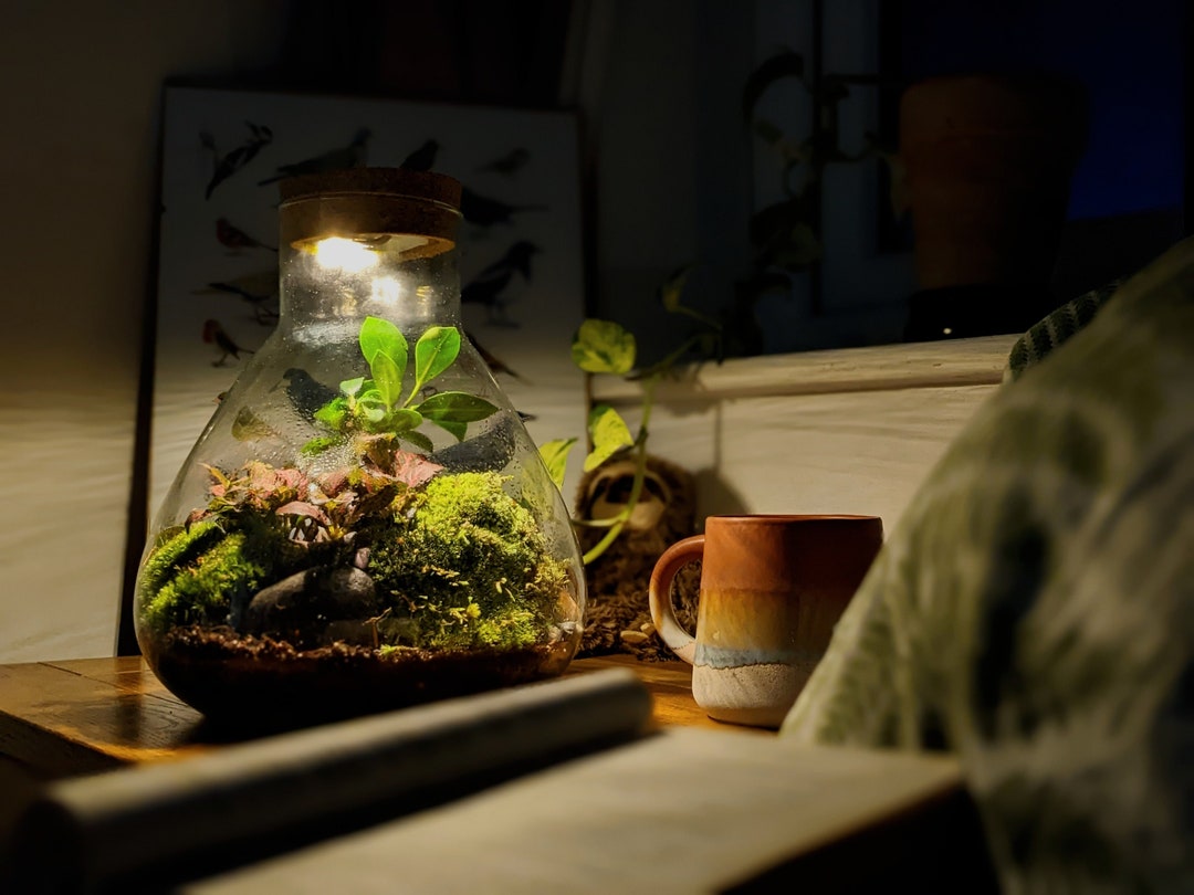 DIY Light up Large Conical Terrarium Kit Closed Cork Top Terrarium ...