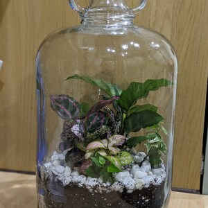DIY Demijohn Closed Terrarium Kit Mossarium DIY Fairy | Etsy UK