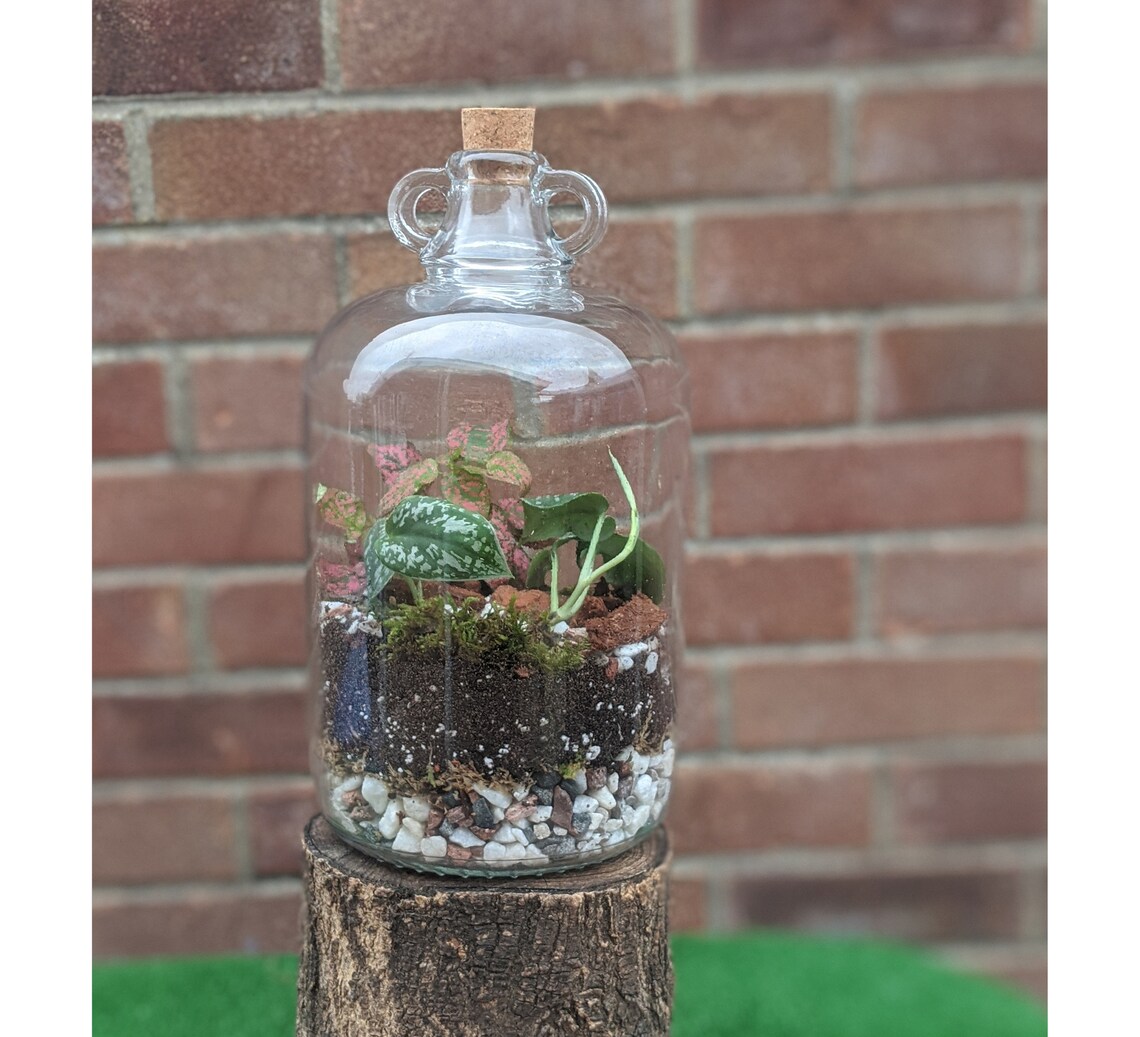 DIY Demijohn Closed Terrarium Kit Mossarium DIY Fairy | Etsy