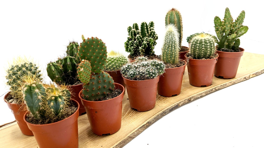 Small Cactus Plants • Random Cacti Selection • 5cm Pots • Open ...