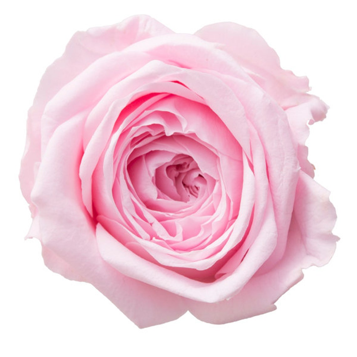 Rose Parisienne large - Etsy