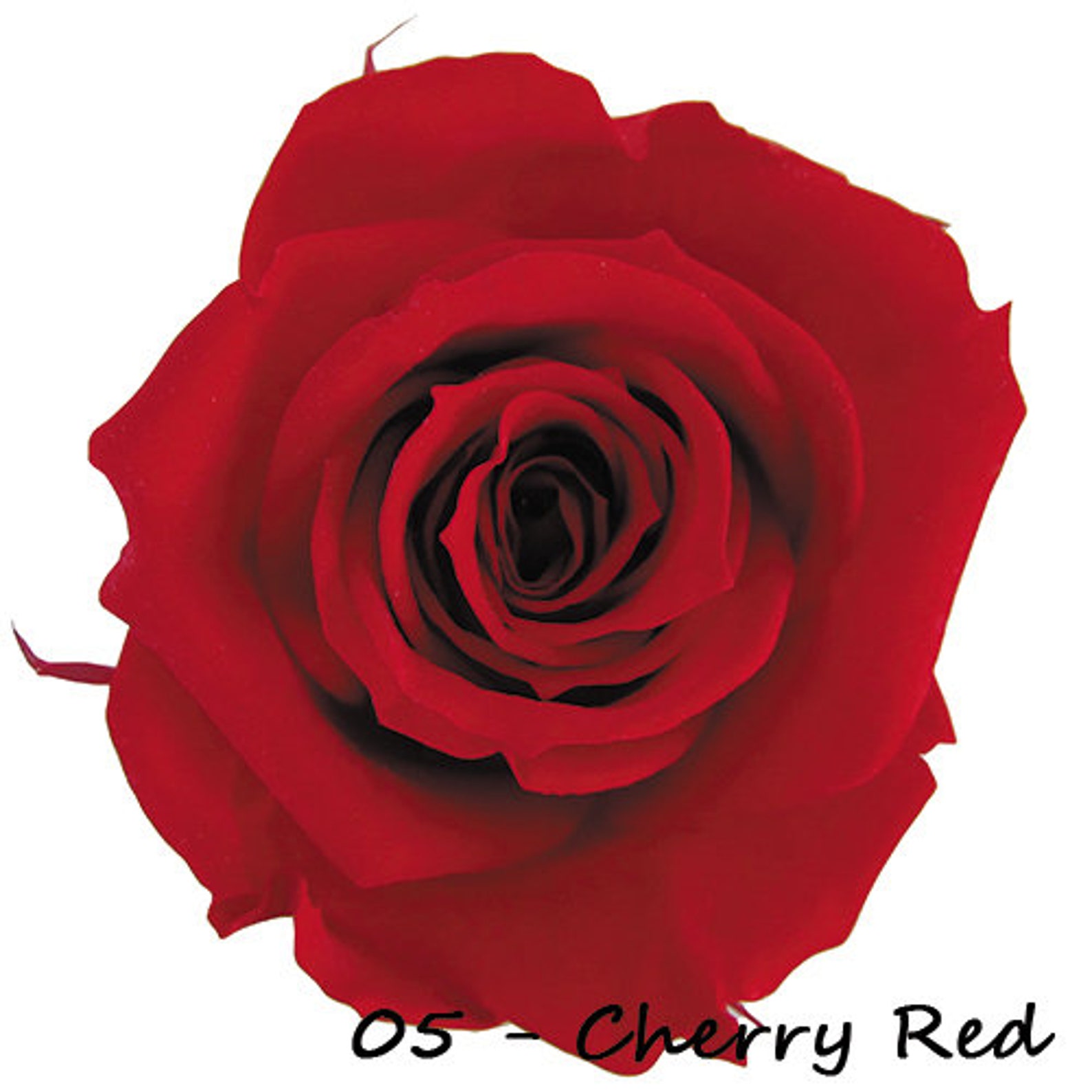 Spray Rose - Etsy