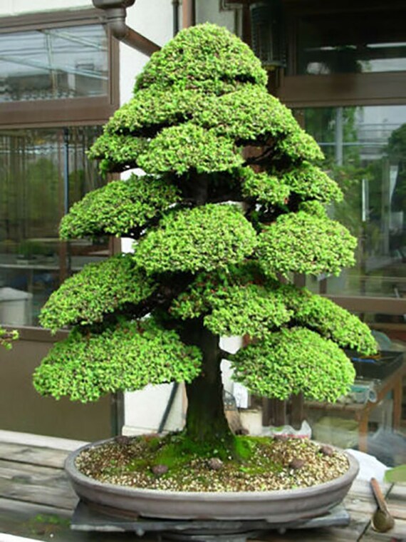 Cryptomeria Japonica Japanese Cedar Sugi Bonsai Tree - Etsy India