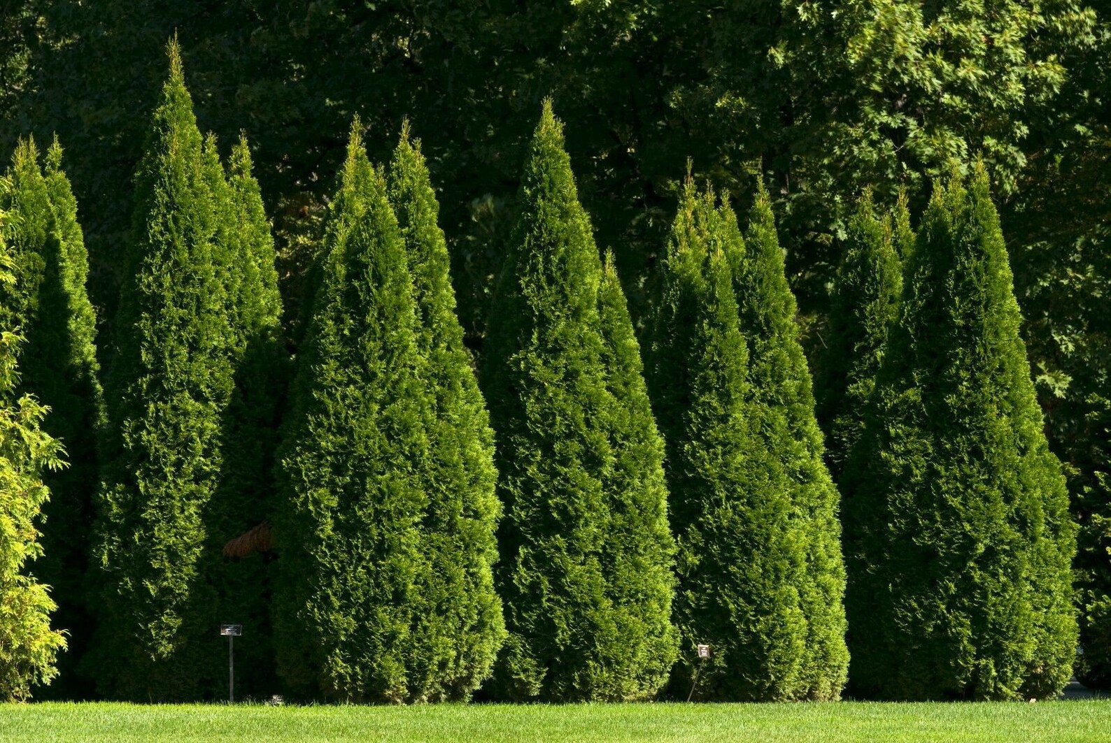 Thuja Occidentalis THUJA BAUM Samen Baum Garten Hecke 100 - Etsy