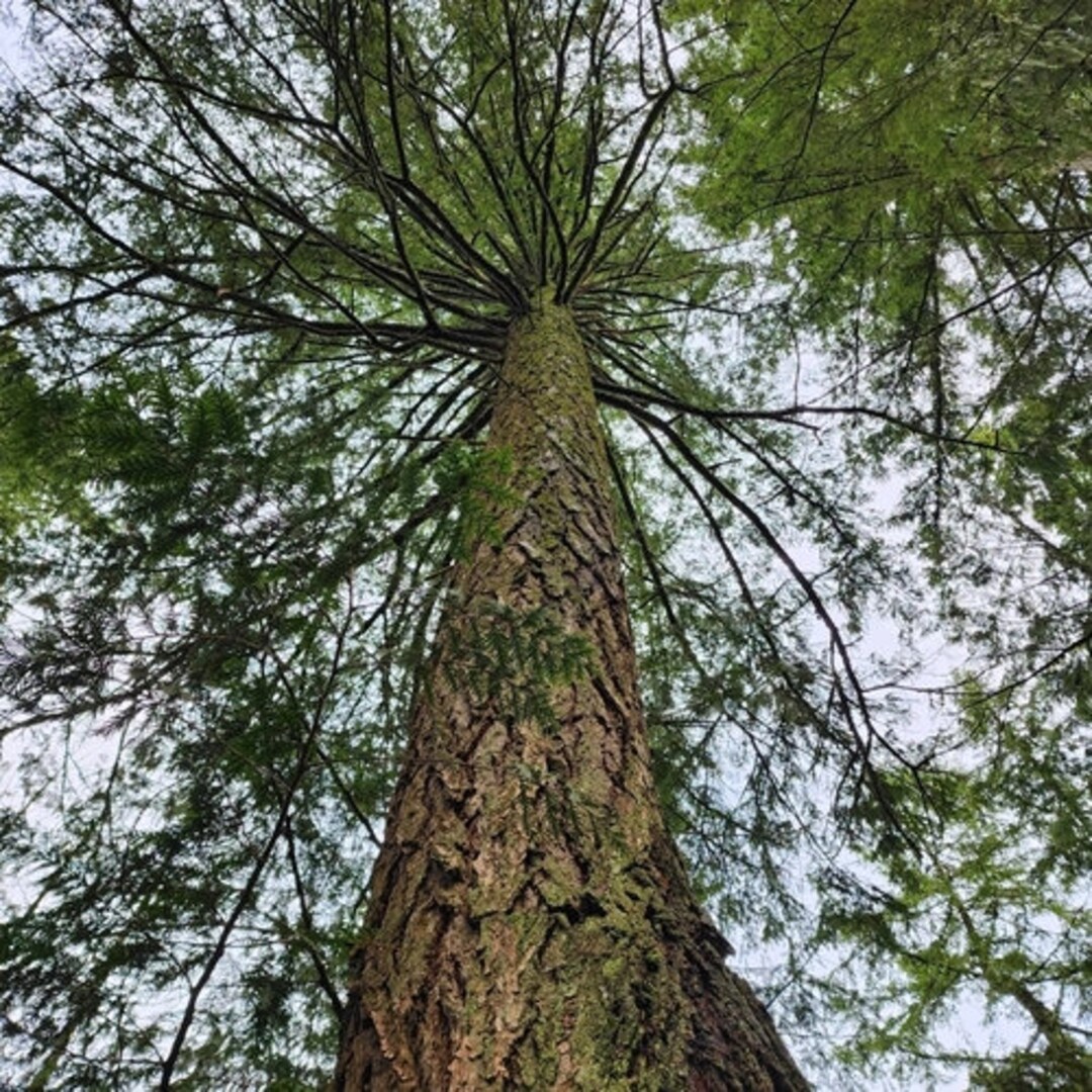 Pseudotsuga menziesii, Oregon pine spruce, Flathead Douglas Fir Tree ...