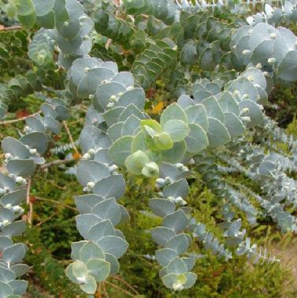 Eucalyptus Pulverulenta Baby Blue Silver Dollar VERY VERY - Etsy Australia