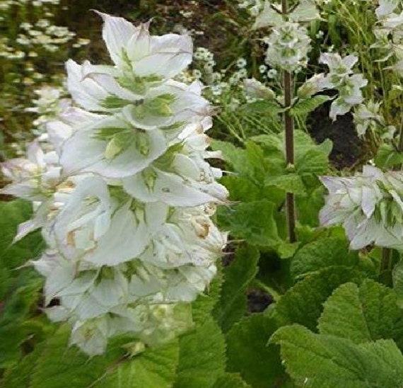 Salvia Sclarea Vatican White / White Clary Sage / Hardy | Etsy