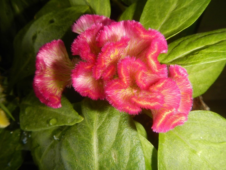 Celosia cristata Red, Tornado Red Cockscomb, Woolflower - 50 Seeds ...