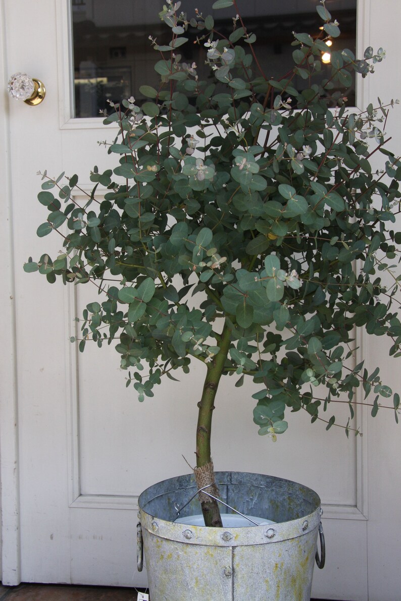 Eucalyptus Pulverulenta Baby Blue Silver Dollar VERY VERY - Etsy Australia