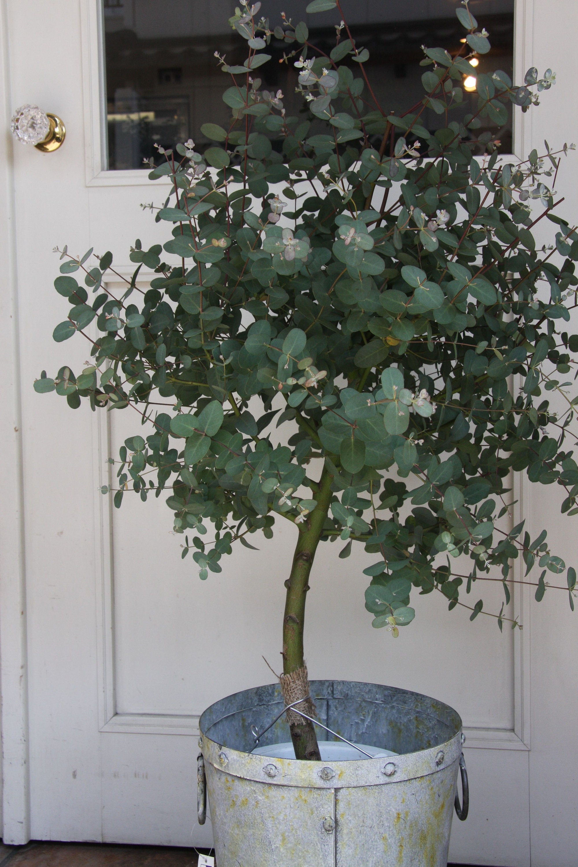 Eucalyptus Pulverulenta Baby Blue Silver Dollar VERY VERY - Etsy Australia