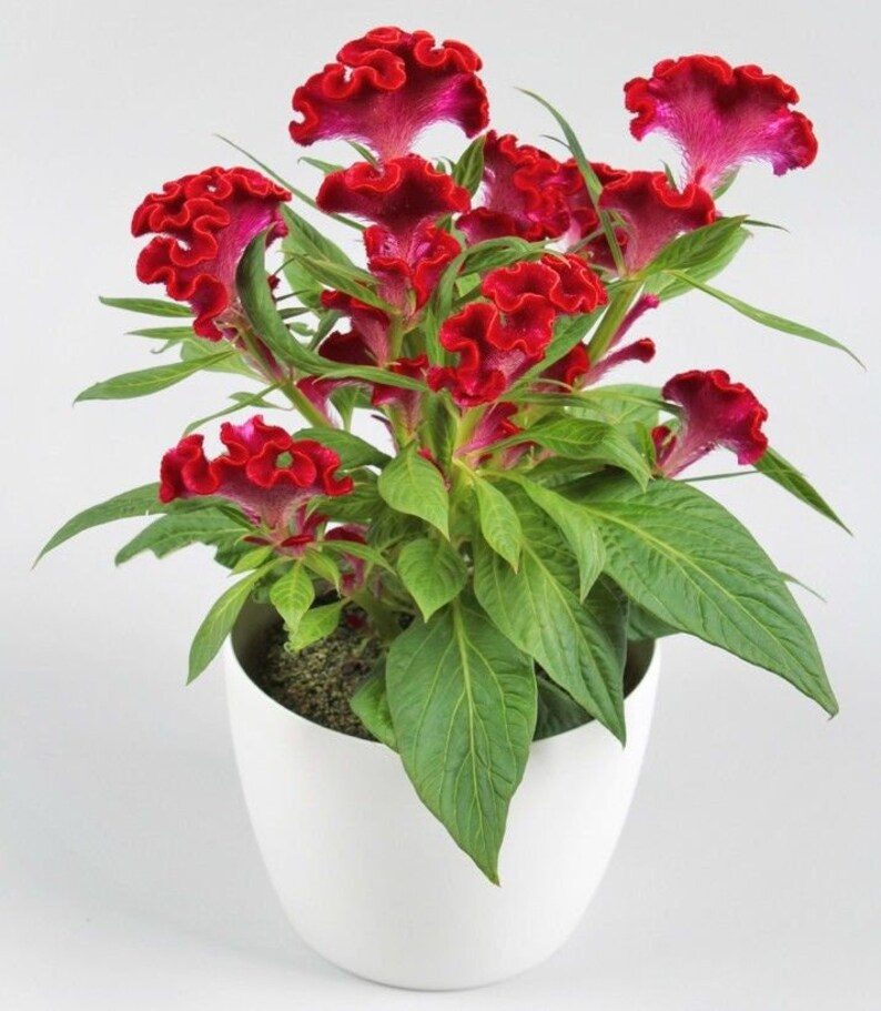 Celosia cristata Red, Tornado Red Cockscomb, Woolflower - 50 Seeds ...
