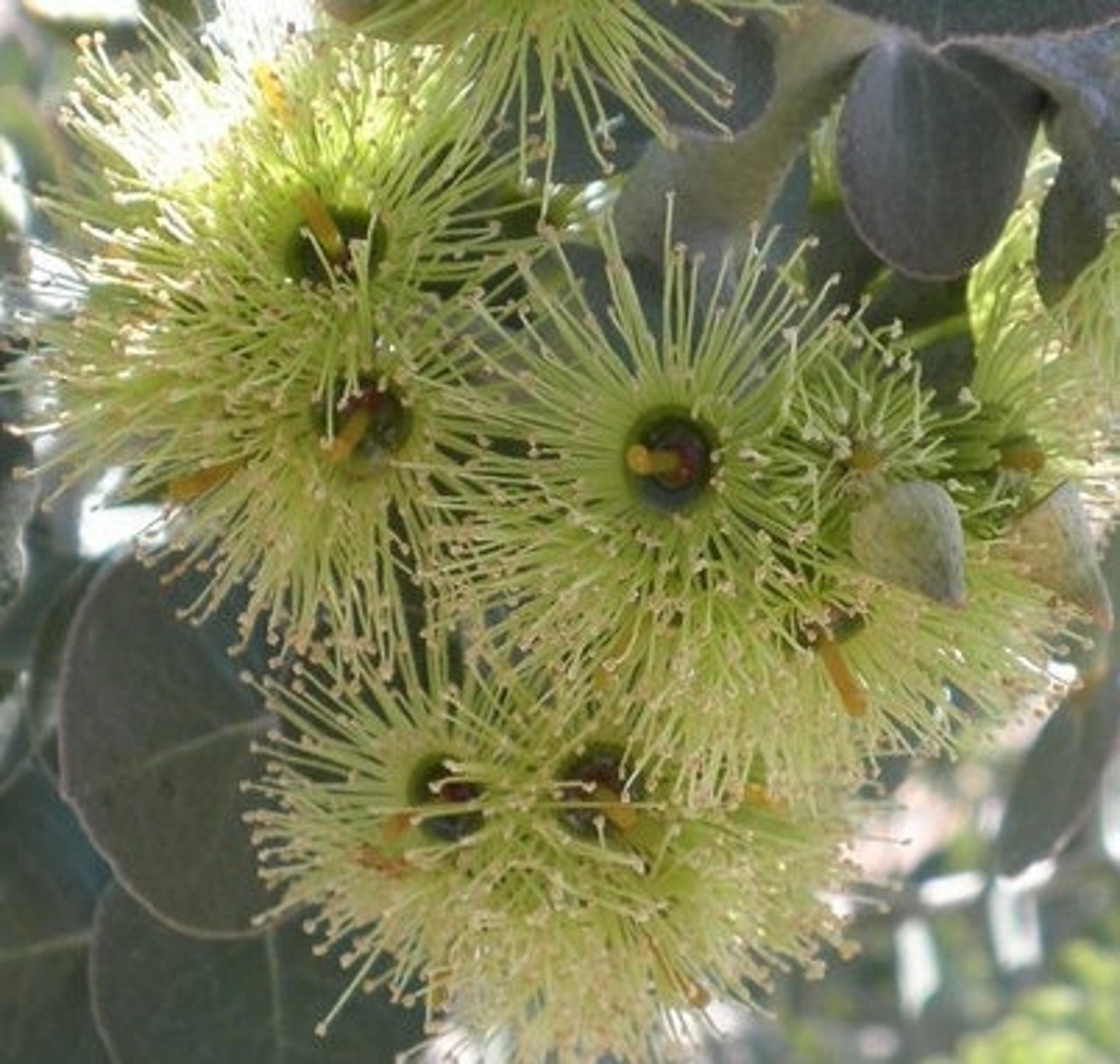 Eucalyptus Pulverulenta Baby Blue Silver Dollar VERY VERY - Etsy Australia