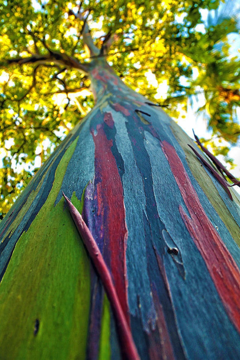 Eucalyptus deglupta 100 Seeds Rainbow Eucalyptus | Etsy