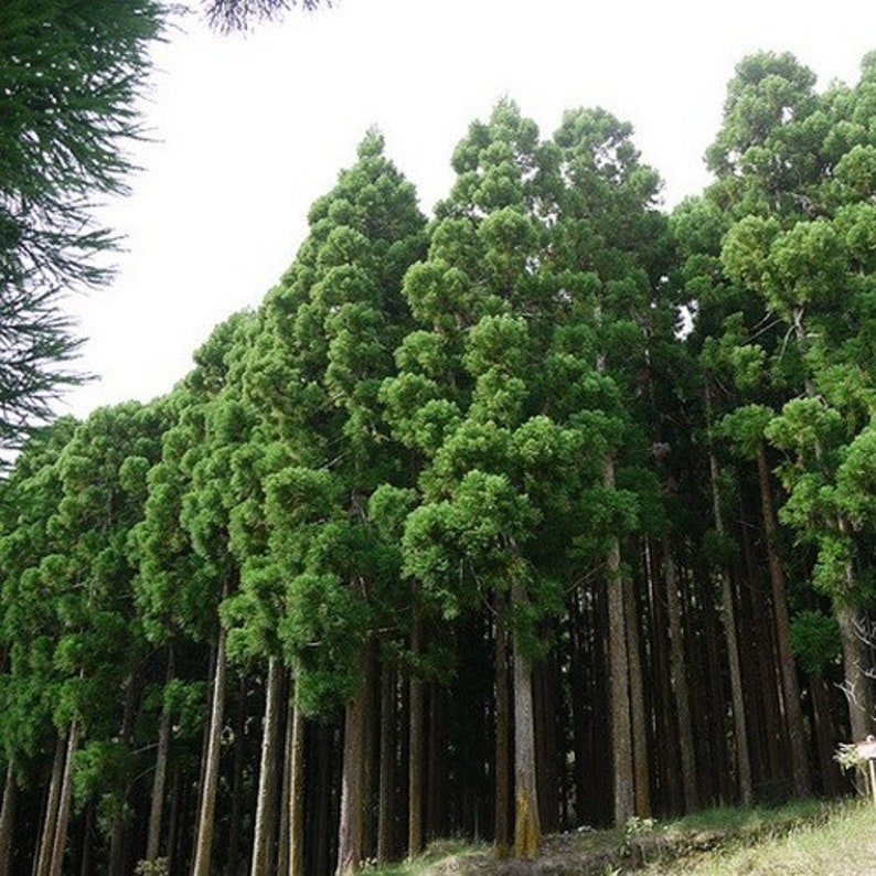 Cryptomeria japonica, Cedro Japonês, Sugi, Árvore Bonsai - 100 Sementes ...