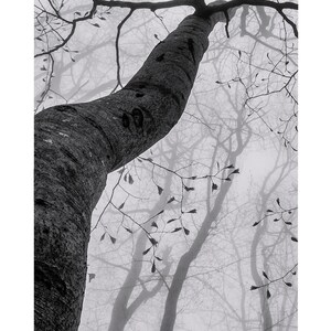 Trees Bottom View Photo Wallpaper, Black and White Tree Wall Mural ...