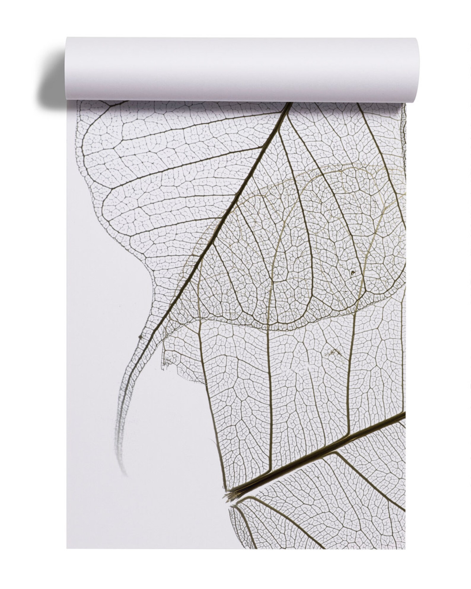 White Transparent Leaves Photo Wallpaper | Self Adhesive | Peel & Stick ...