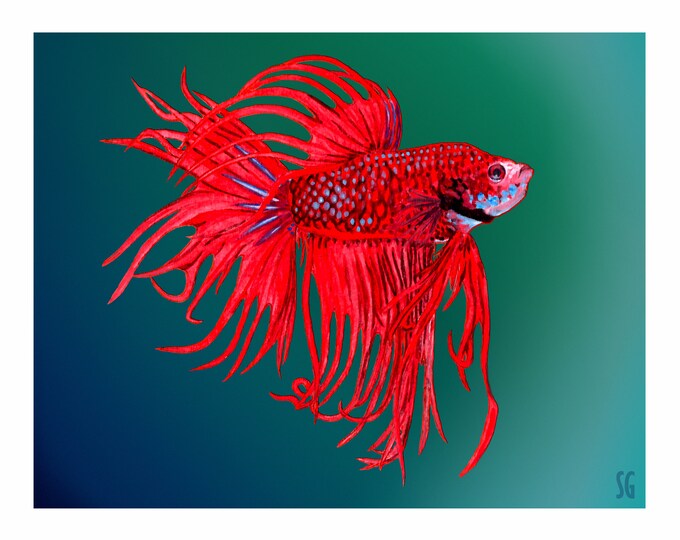 8 X 10 . Betta Splendens Watercolour Glossy Print - Aquatic Nature Painting - Betta Fish ...