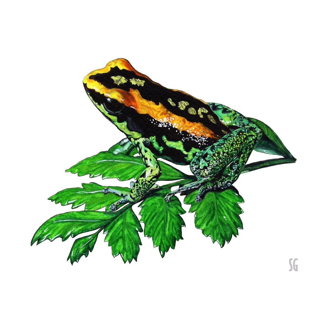 8 X 10 Phyllobates Vittatus Dart Frog Painting - Golfodulcean Poison ...