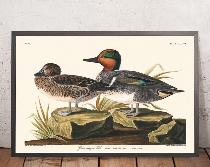Blue Wing Teal Duck by Christopher Gosset - Etsy