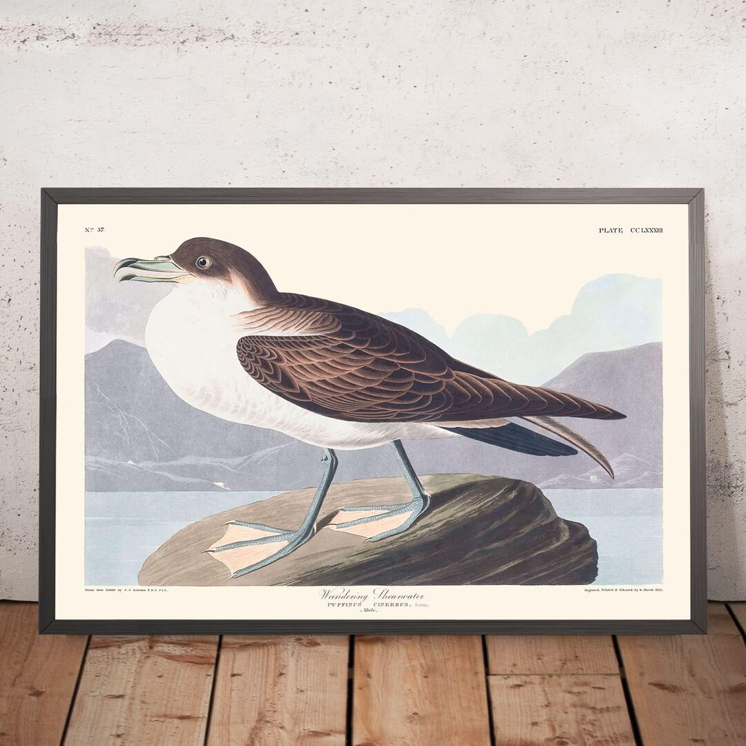 Wandering Shearwater by John James Audubon, 1827 - Etsy