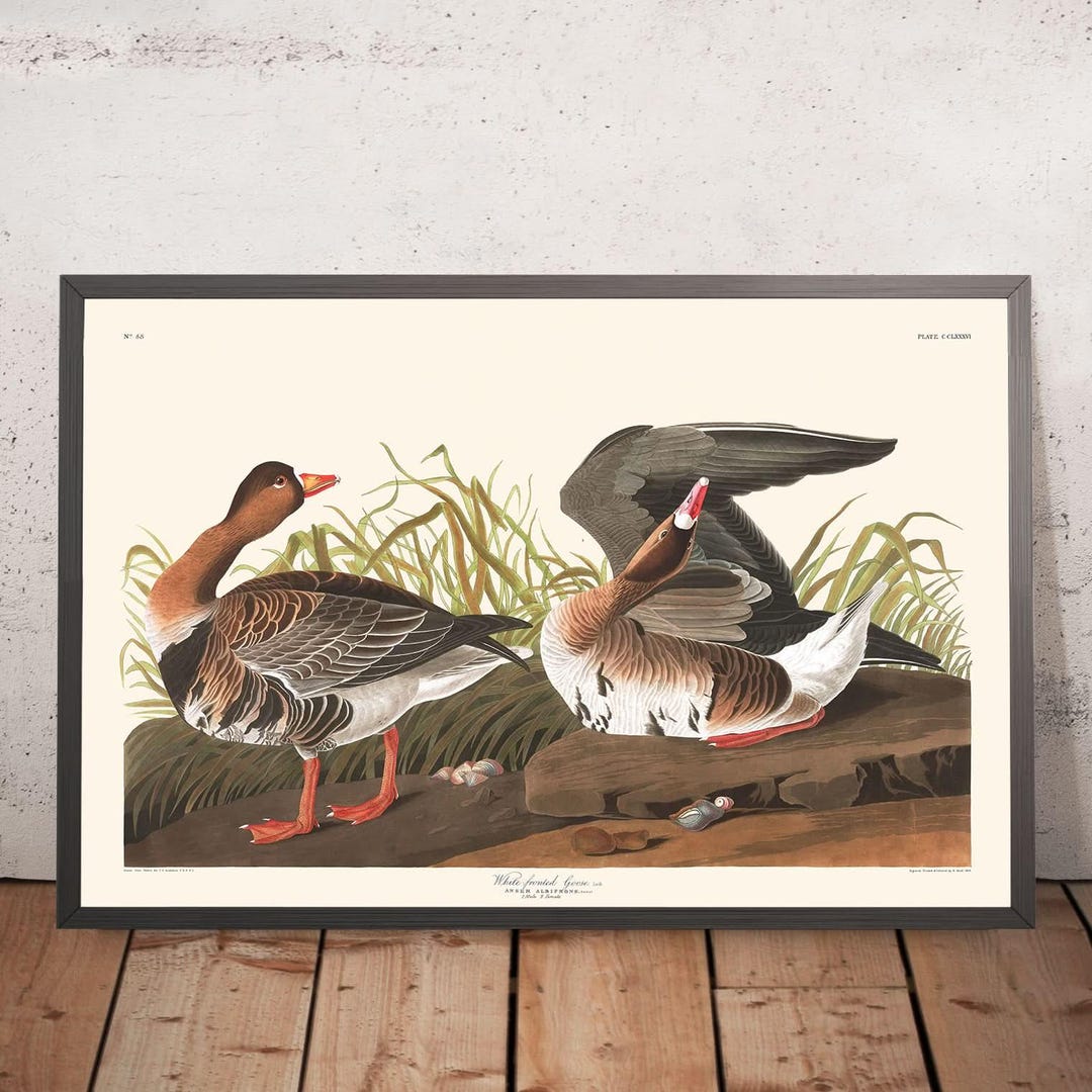 White-fronted Goose by John James Audubon, 1827 - Etsy