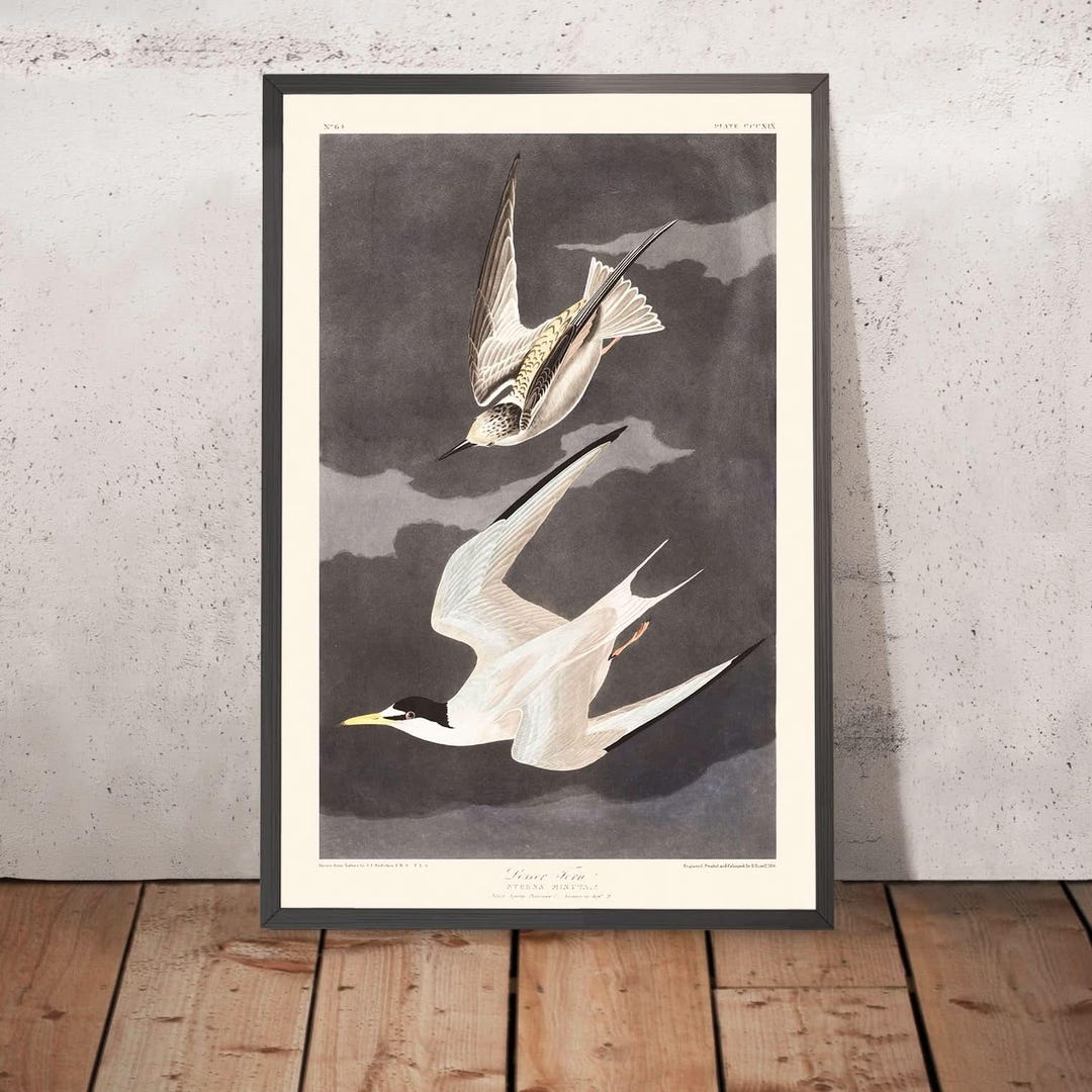 Lesser Tern by John James Audubon, 1827 - Etsy
