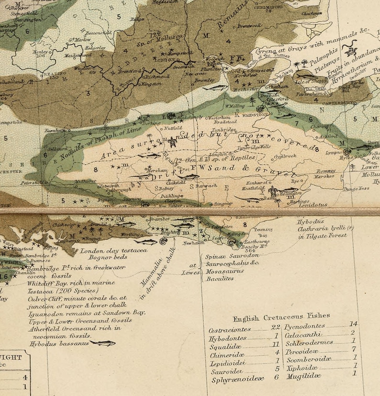Old Geology Map of UK Ireland 1854 Geologist and Fossil | Etsy UK