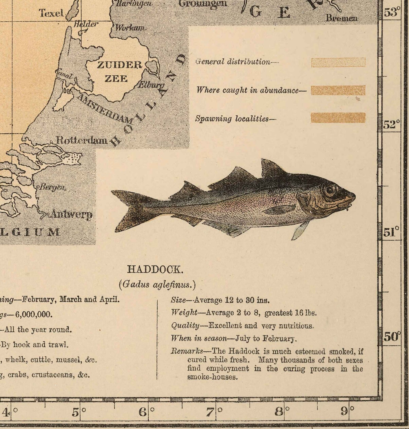 Old Haddock Fish Map of the North Sea, 1883 by O.T. Olsen - Haddock ...