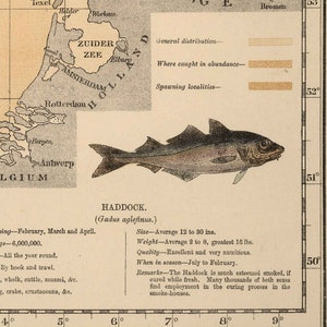 Old Haddock Fish Map of the North Sea, 1883 by O.T. Olsen - Haddock ...