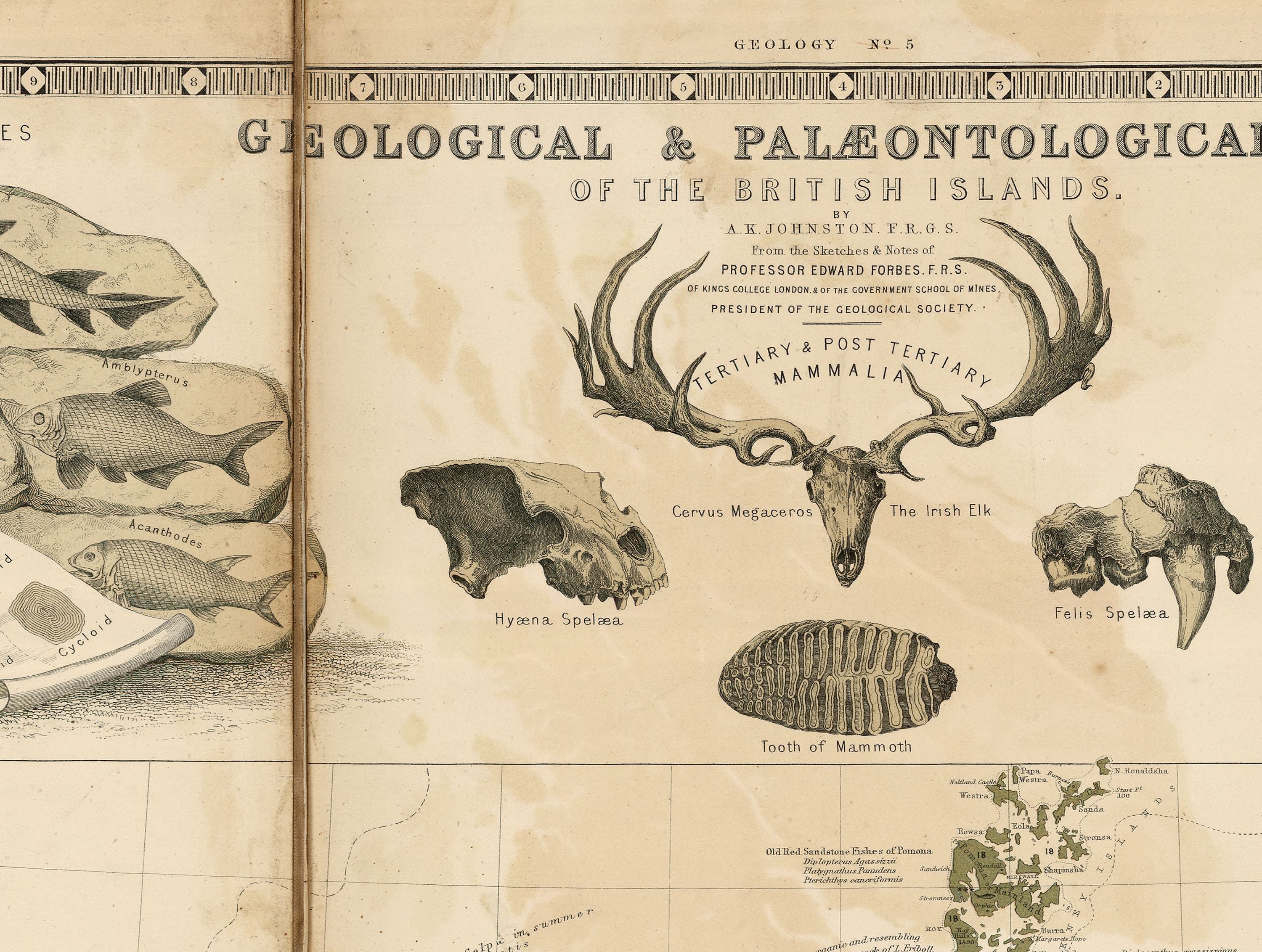 Old Geology Map of UK Ireland 1854 Geologist and Fossil | Etsy UK