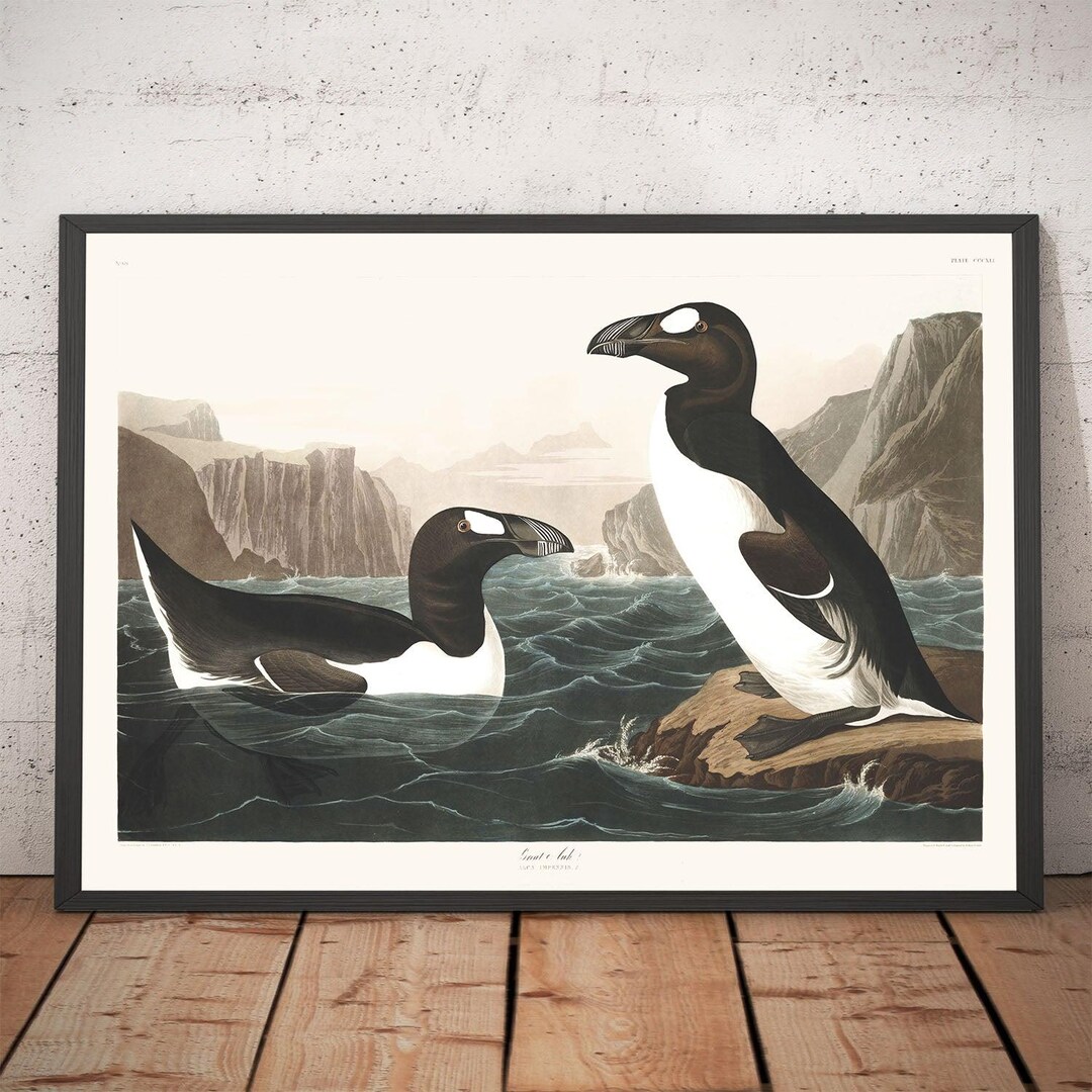 Great Auk (extinct Penguin) by John James Audubon, 1827 - Etsy