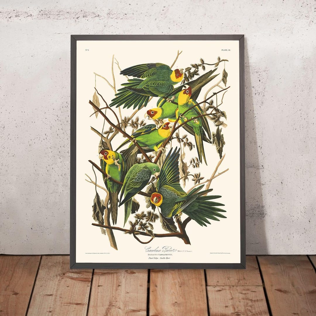 Carolina Parrot by John James Audubon, 1827 - Etsy