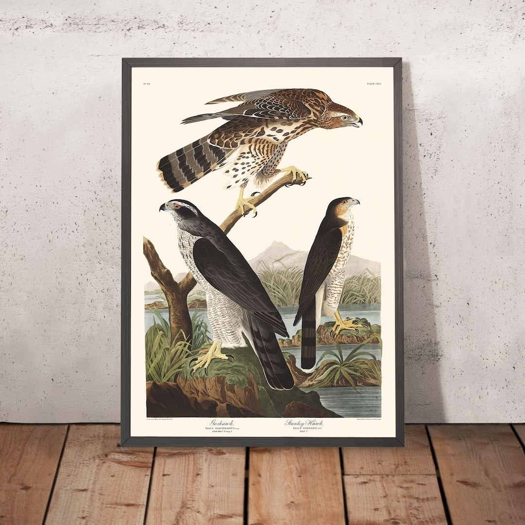 Goshawk and Stanley Hawk by John James Audubon, 1827 - Etsy