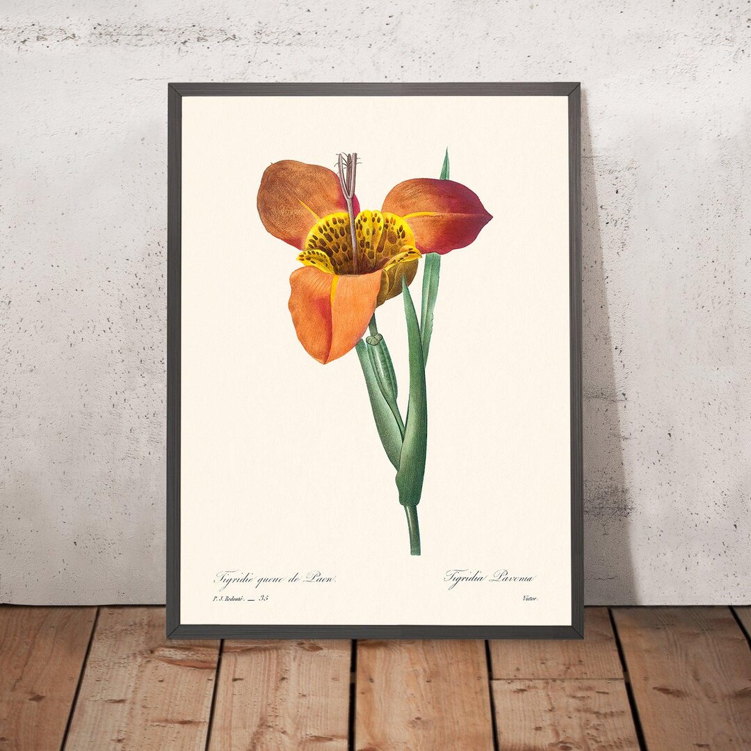 Mexican Shell Botanical Illustration by Pierre-joseph Redouté, 1827 - Etsy