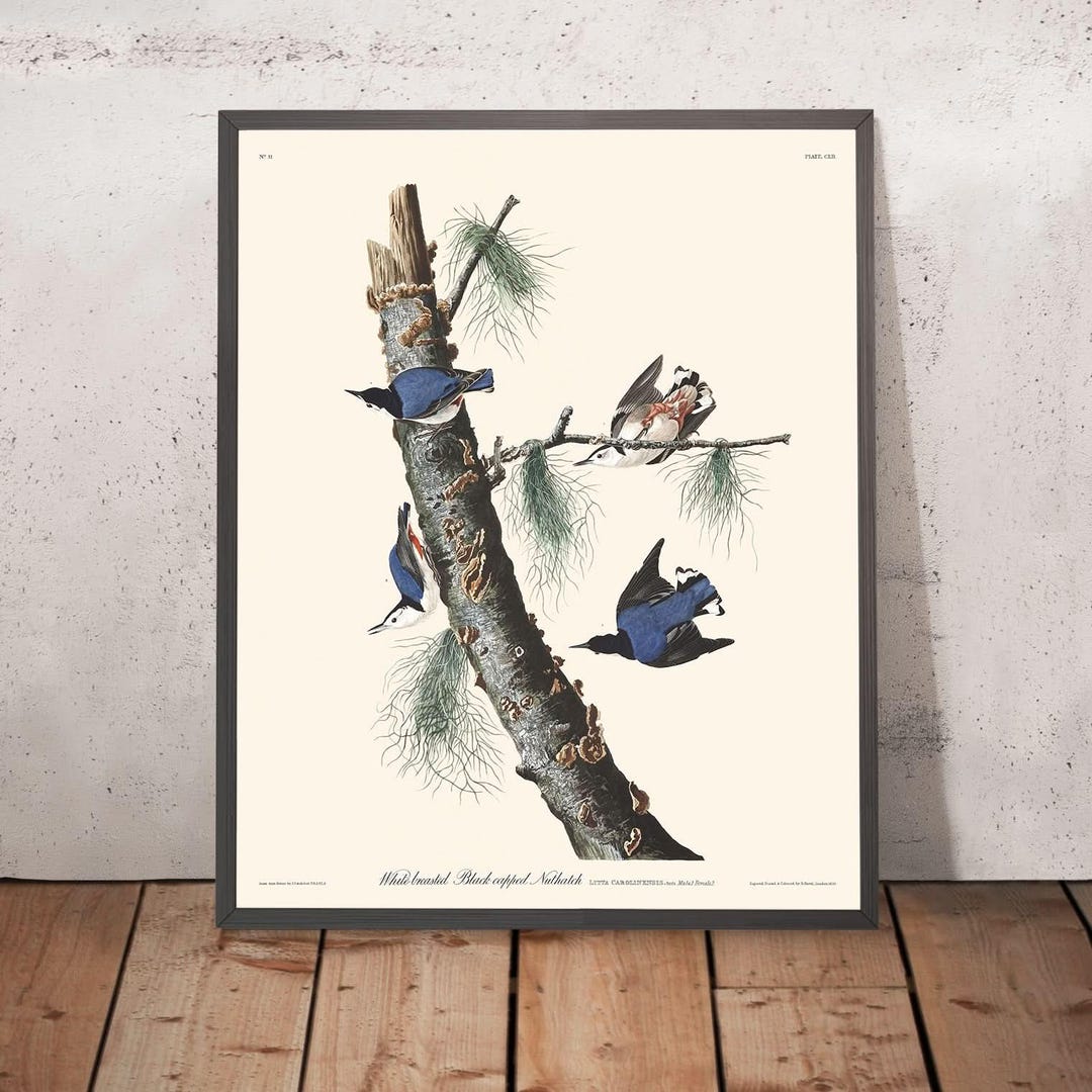 White-breasted Black-capped Nuthatch by John James Audubon, 1827 - Etsy