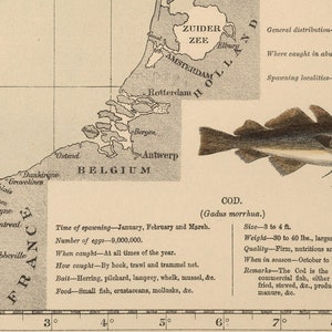 Old Cod Fish Map of the North Sea, 1883 by O.T. Olsen - Cod Fishing ...