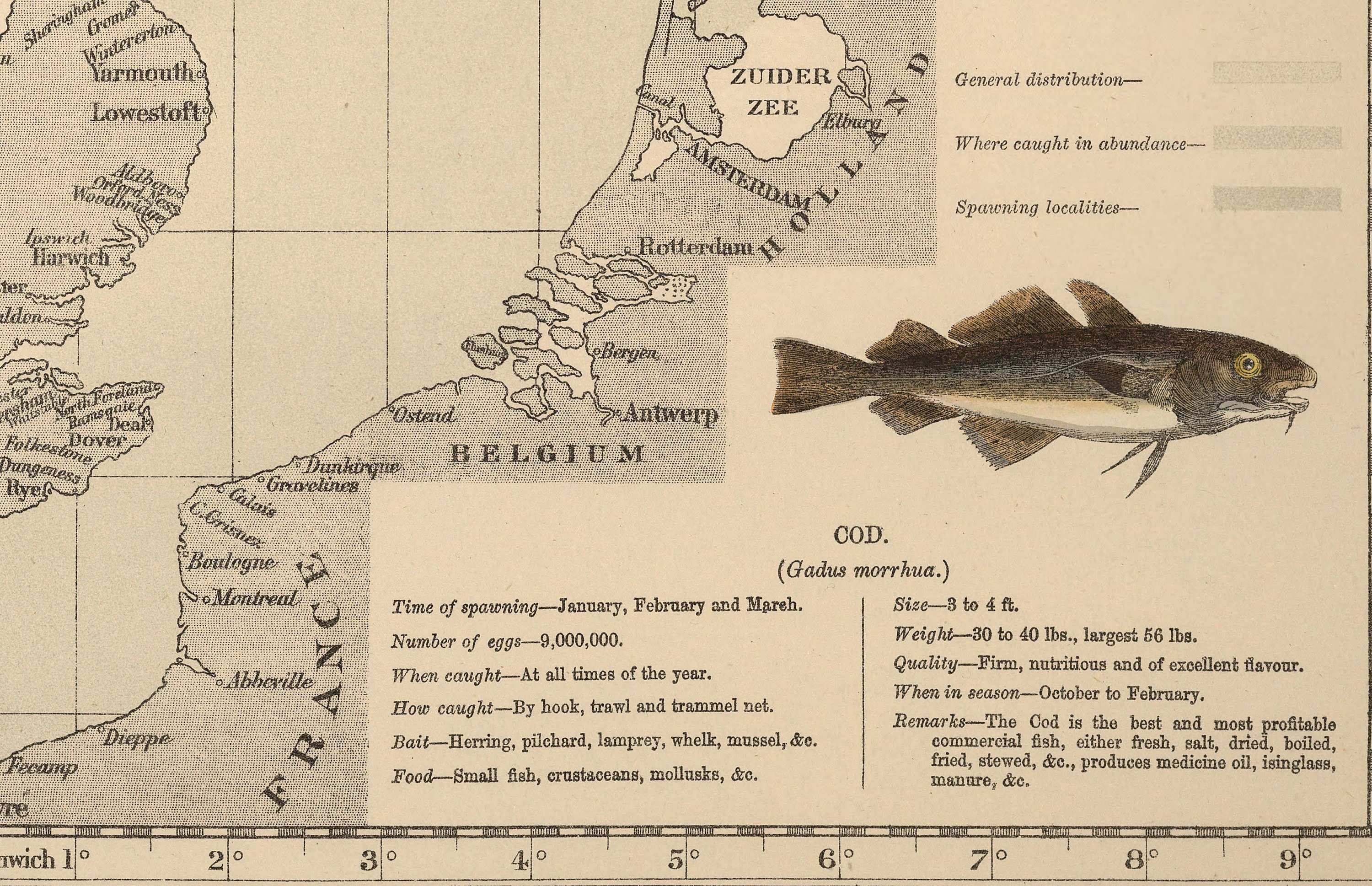 Old Cod Fish Map of the North Sea 1883 by O.T. Olsen Cod - Etsy