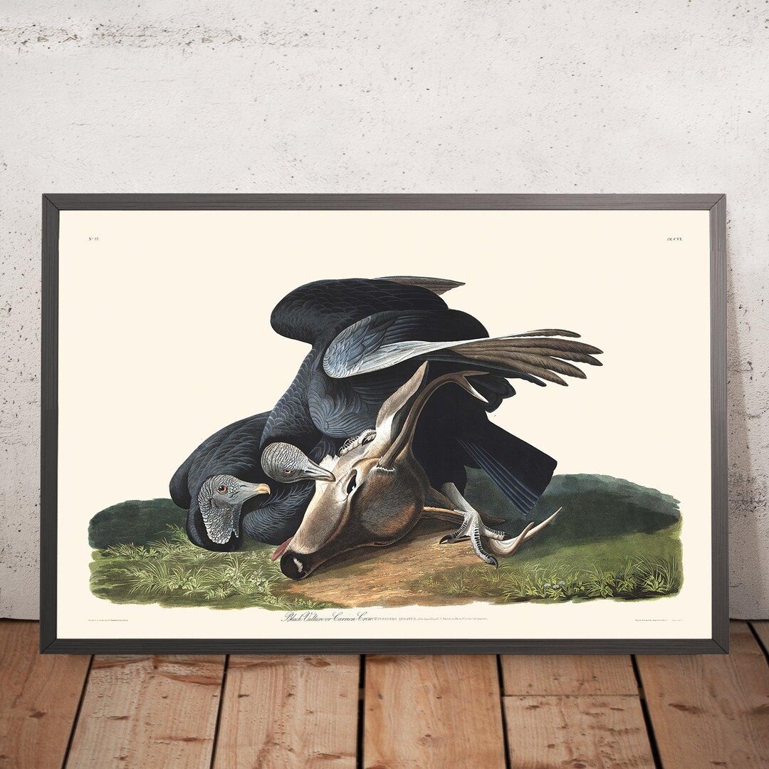 Black Vulture (carrion Crow) by John James Audubon, 1827 - Etsy