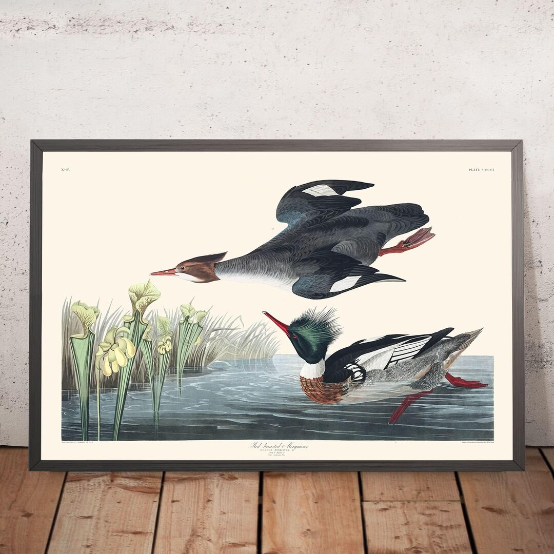 Red-breasted Merganser by John James Audubon, 1827 - Etsy