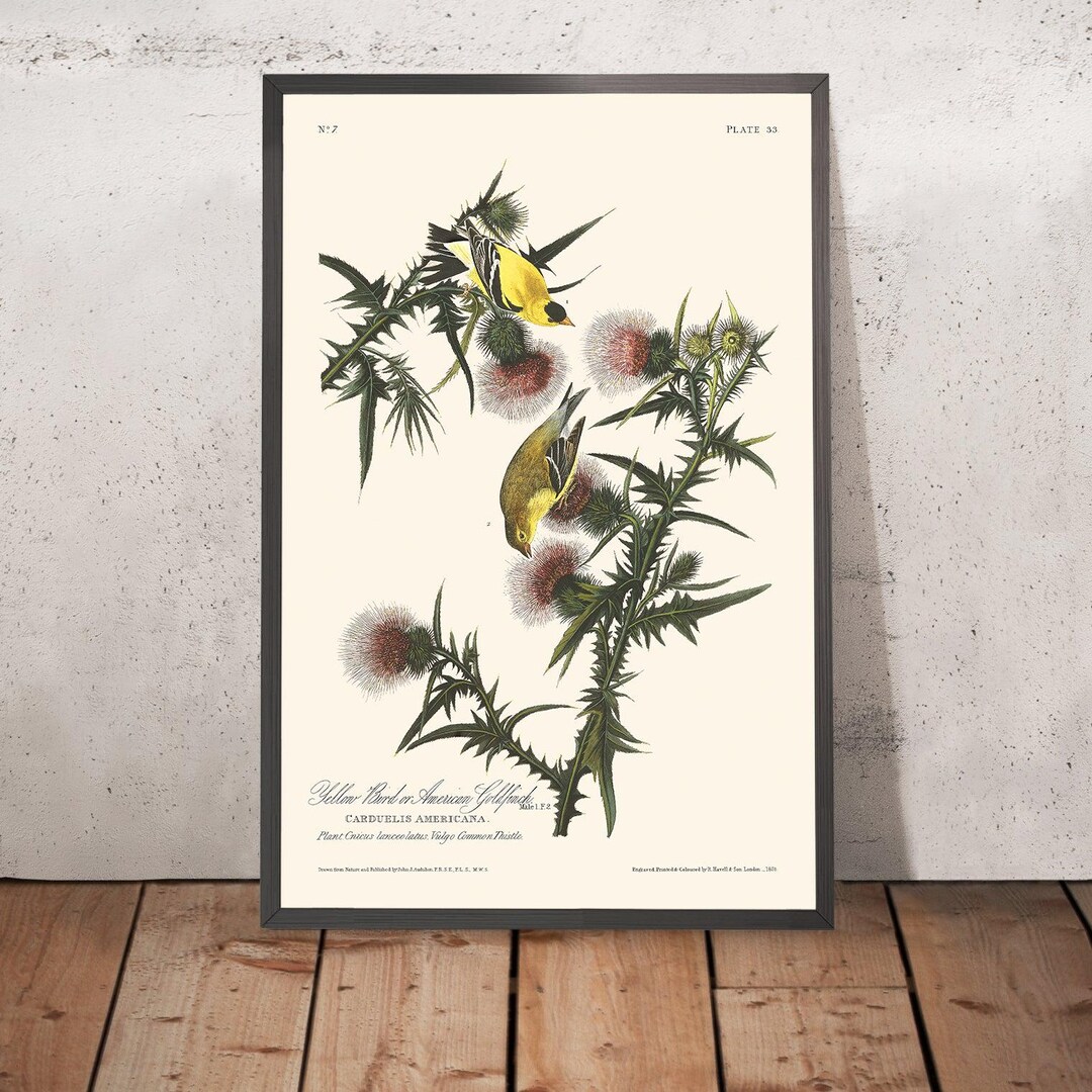 American Goldfinch by John James Audubon, 1827 - Etsy