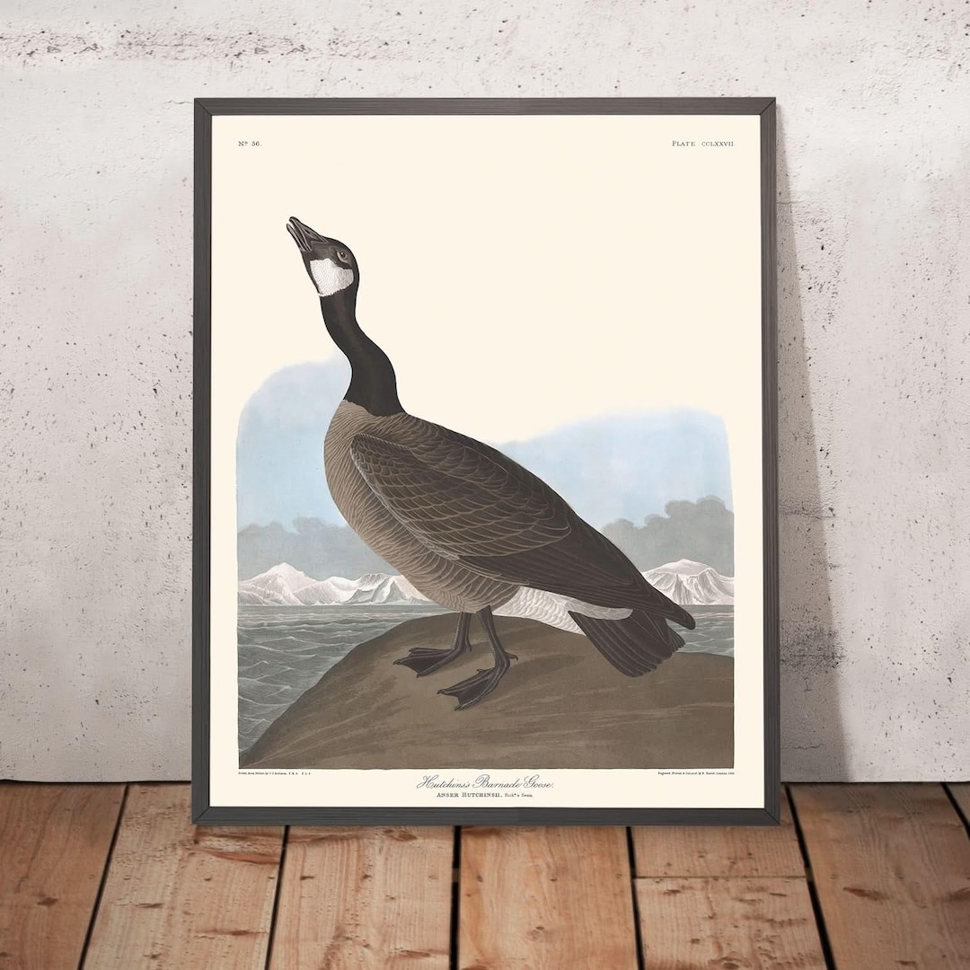 Hutchins's Barnacle Goose by John James Audubon, 1827 - Etsy