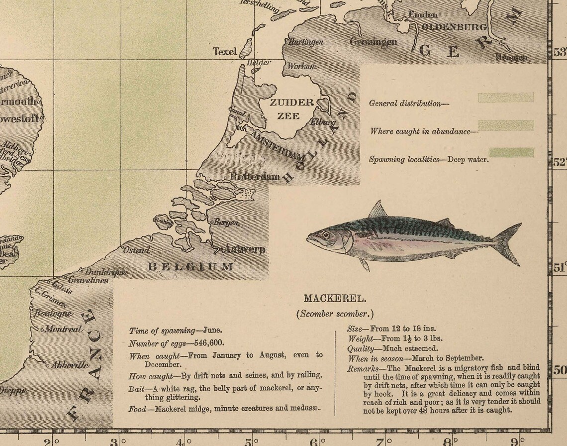 Old Mackerel Fish Map of the North Sea, 1883 by O.T. Olsen - Mackerel ...