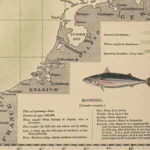 Old Mackerel Fish Map of the North Sea, 1883 by O.T. Olsen - Mackerel ...